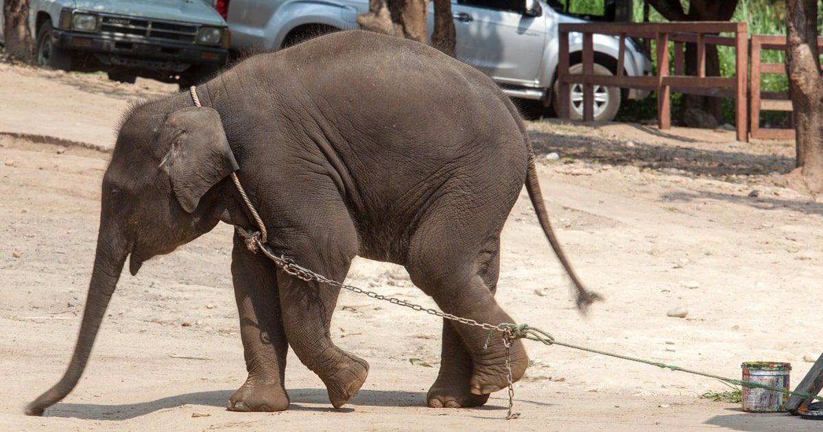 Stop Elephant Exploitation | World Animal Protection