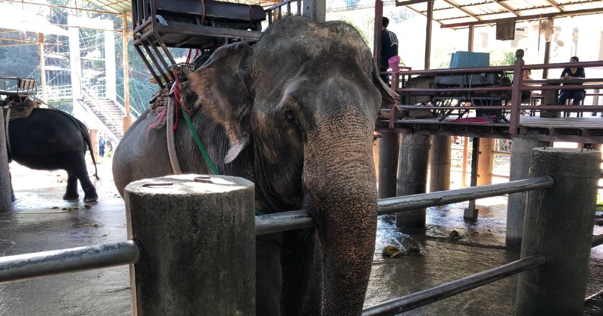 Become an Animal Protector today