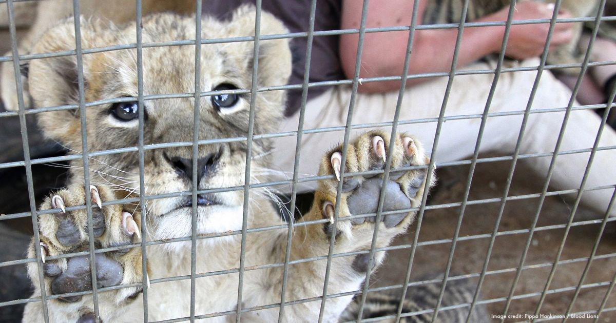 End Animal Suffering | World Animal Protection