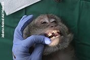 Help monkeys recover from abuse