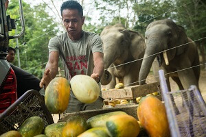 Become an Animal Protector today