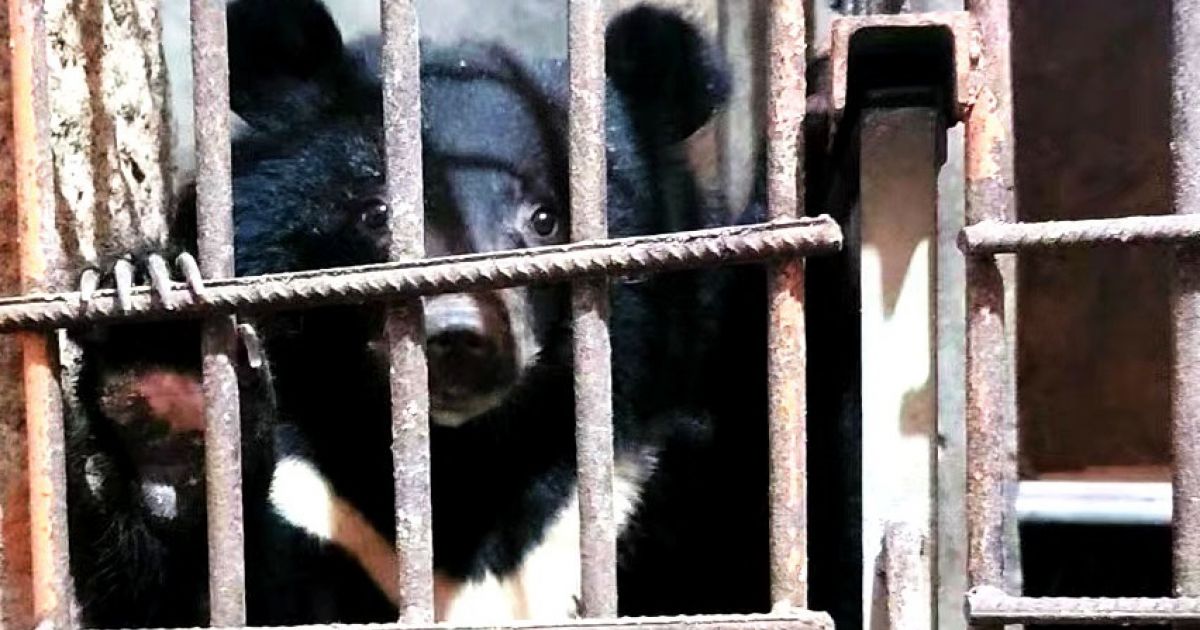 Help end their suffering