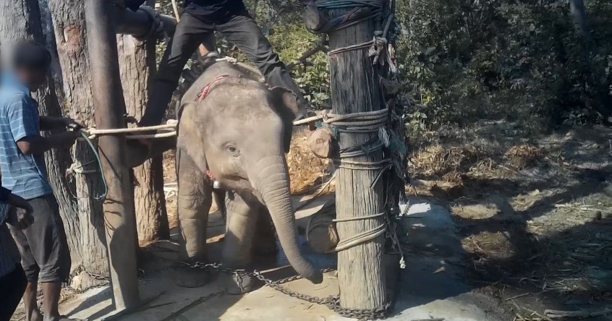 Stop Animals Suffering | World Animal Protection