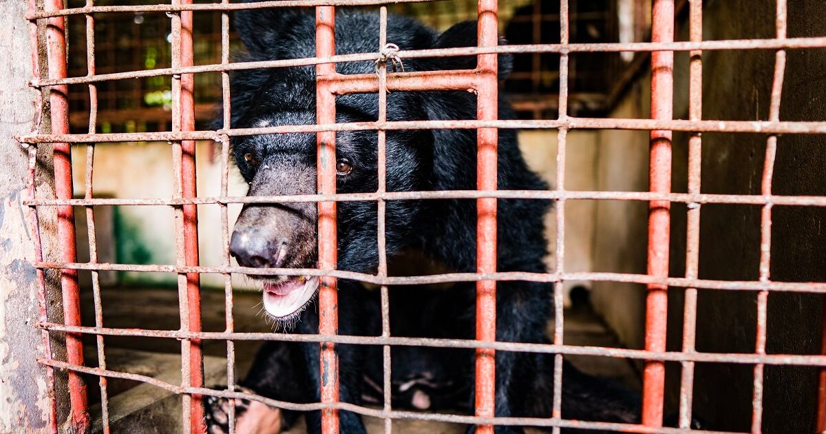Help end the use of bear bile